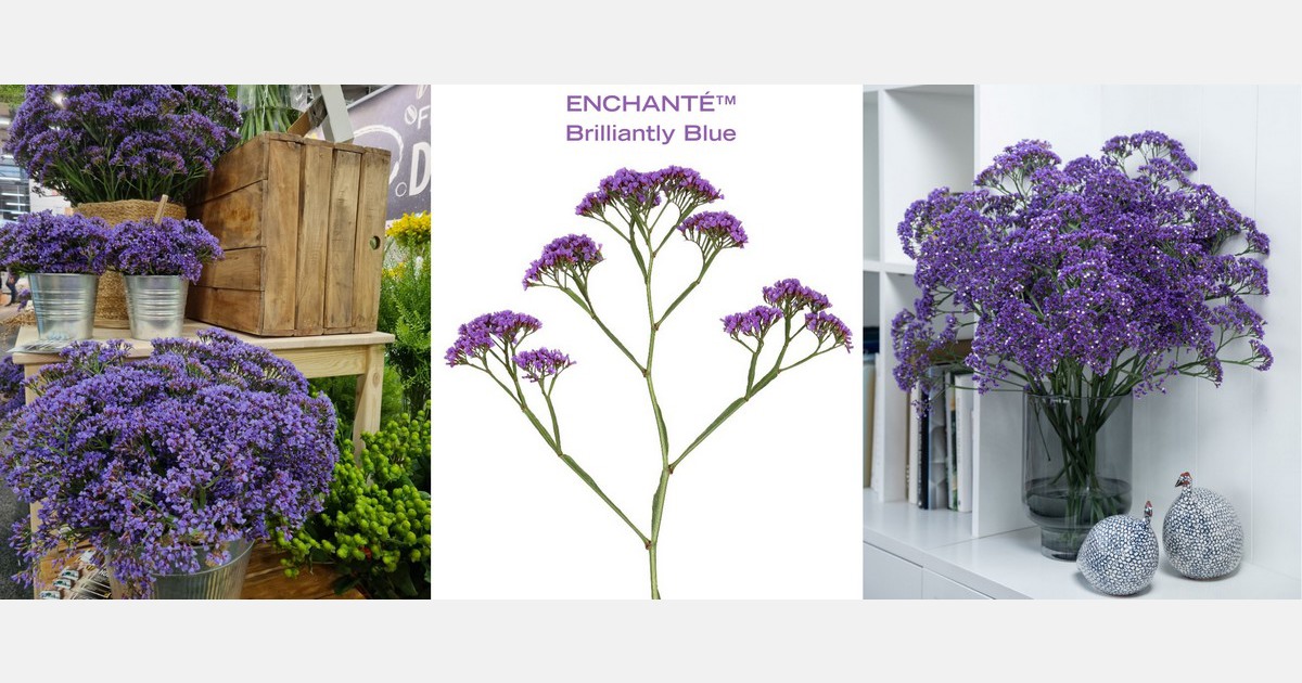 Danziger unveils 2024-25 cut flower catalog