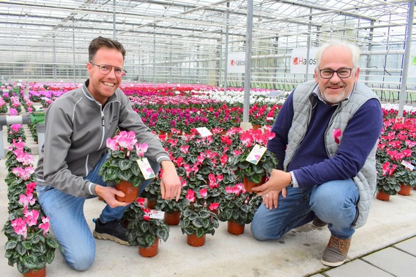 Colorful sea of cyclamen at Morel Trials