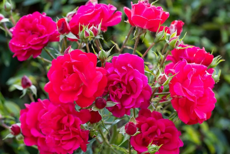 ‘Little Sid’ charity rose launched by Harkness Roses