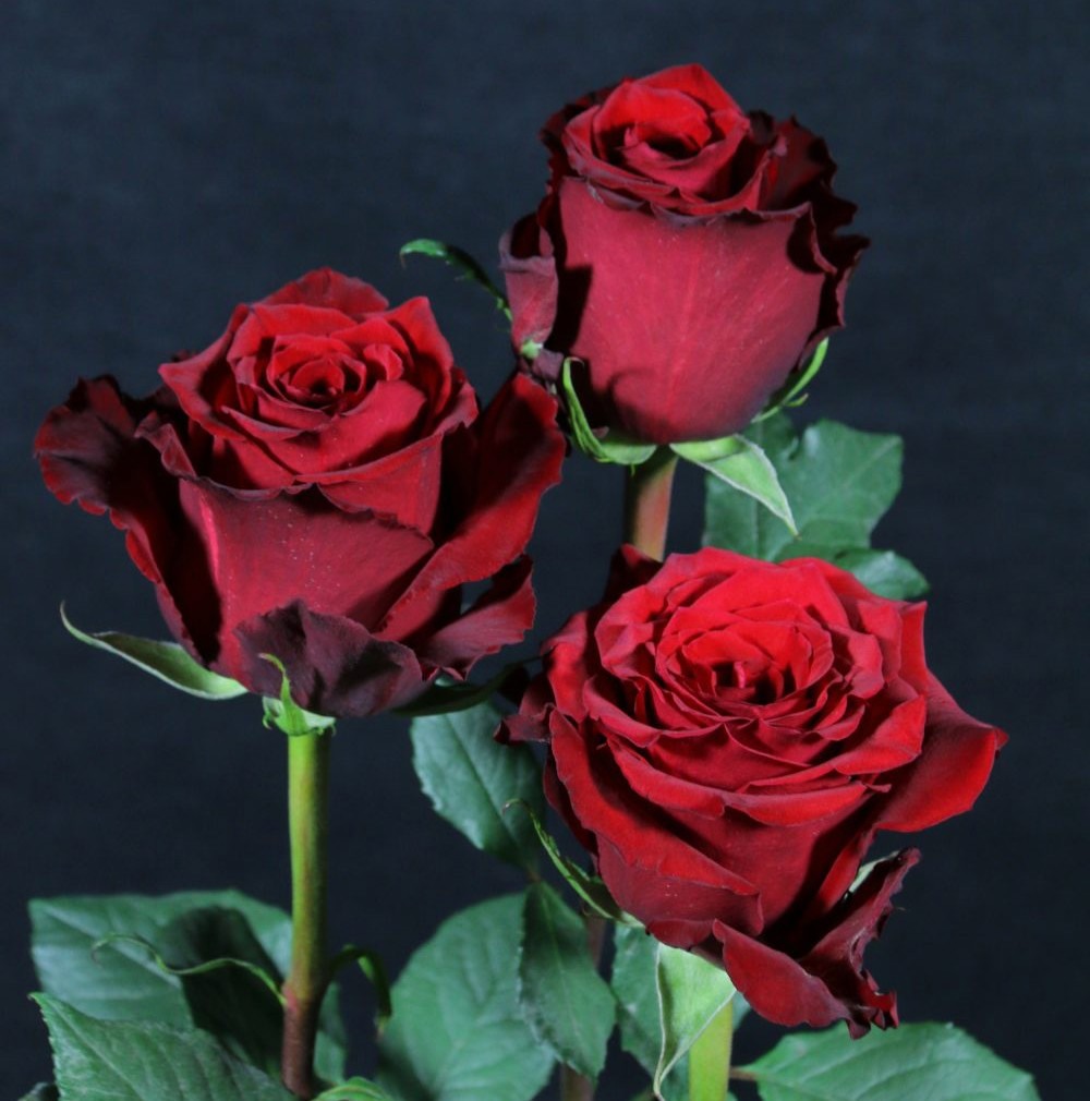 De Ruiter Innovation & EQR launch Born Free