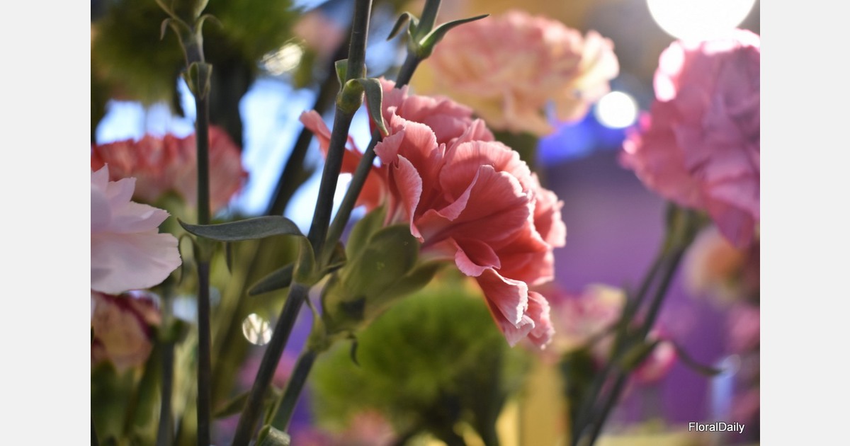 Getting the best out of cut carnations with gamma irradiation