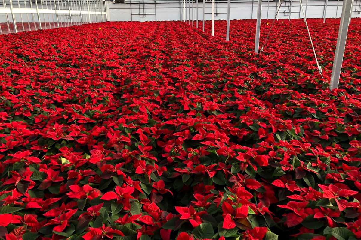 Poinsettia connection: The day Ecke Ranch called