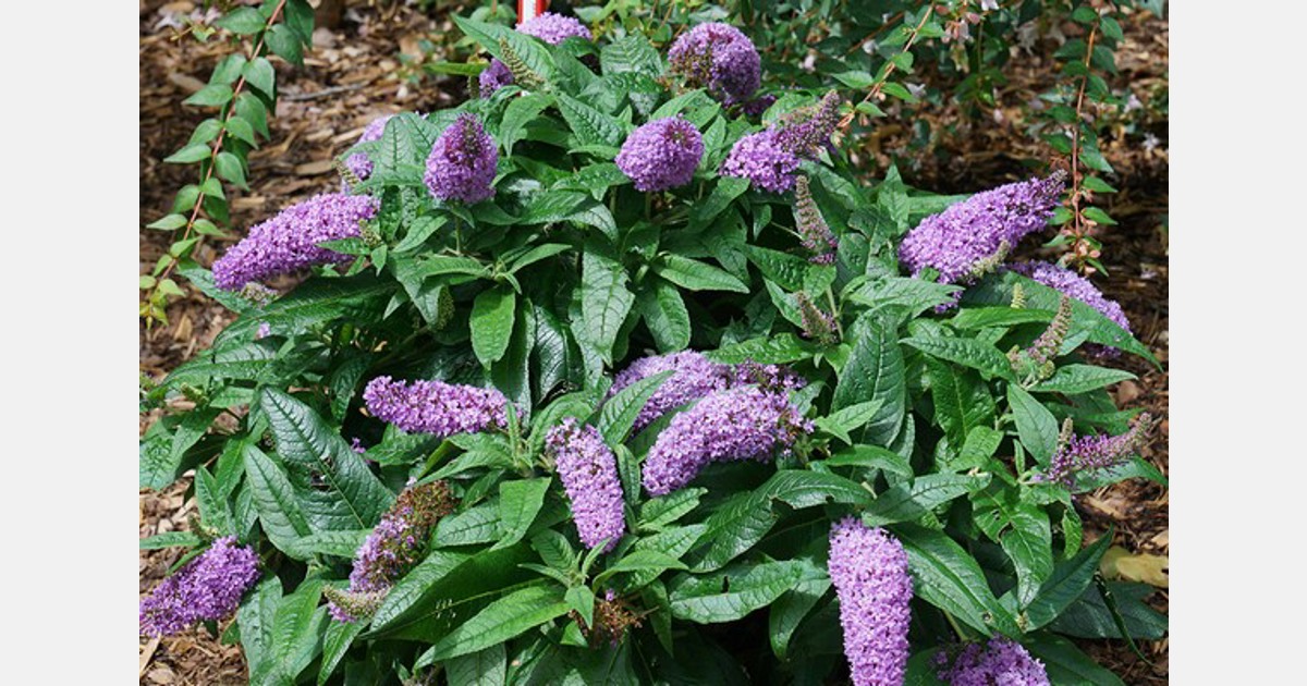 Pugster amethyst Buddleia named 2024 Flower of the Year in Japan