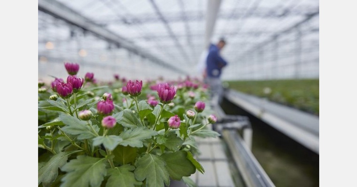 New schemes GLOBALG.A.P certification for ornamental crops, vegetables ...