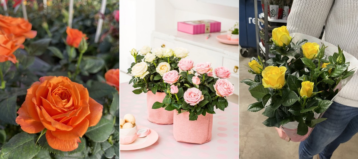 Wide range of roses on display at Roses Forever during IPM Essen