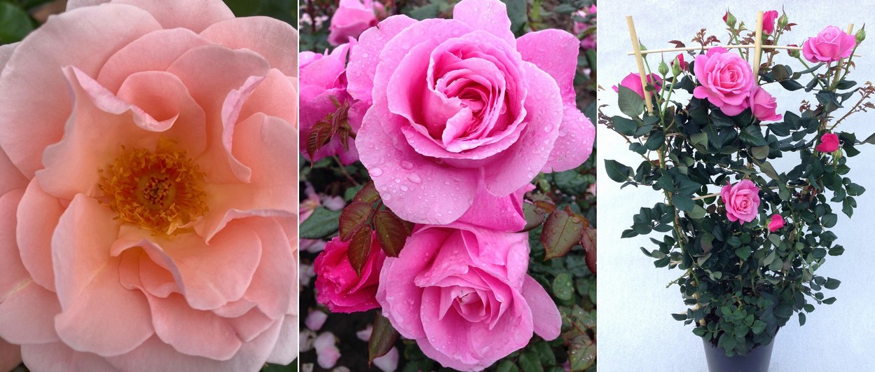 Wide range of roses on display at Roses Forever during IPM Essen