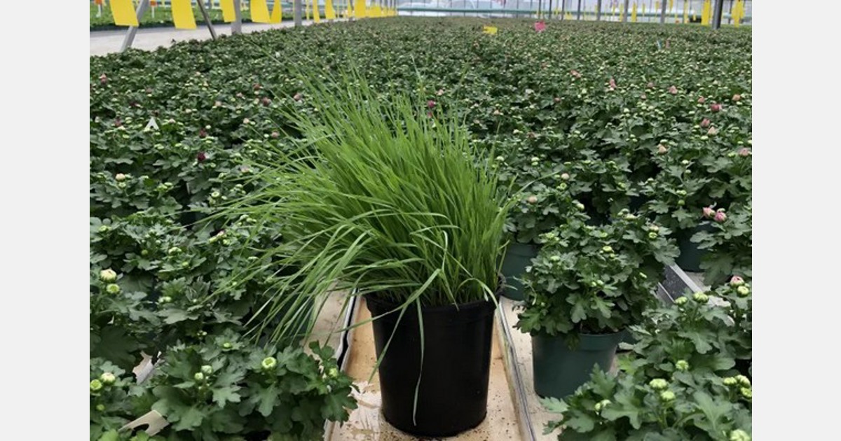 Saving “Bank” with Banker Plants