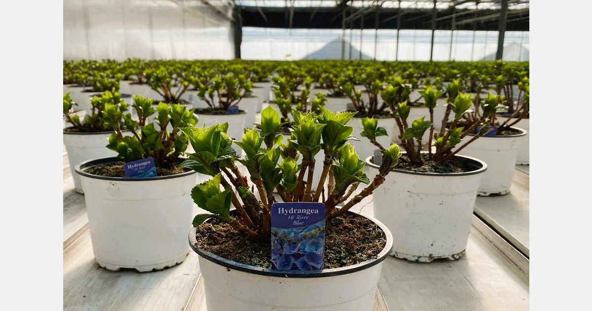 Hi Breeding, Perlanova, and Creekside join forces with Express Seed Company