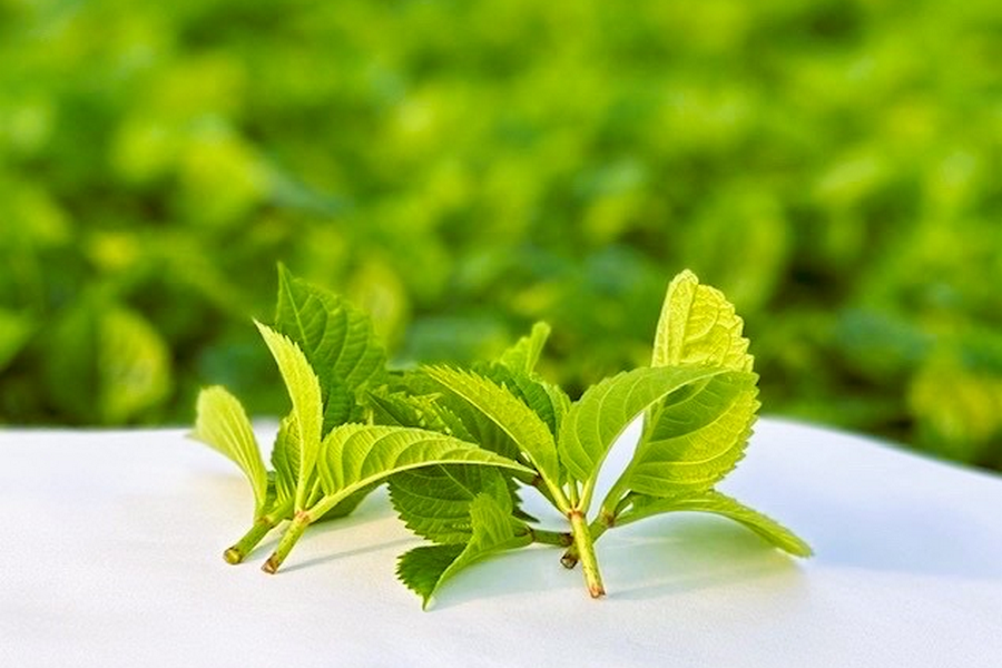 Hi Breeding, Perlanova, and Creekside join forces with Express Seed Company