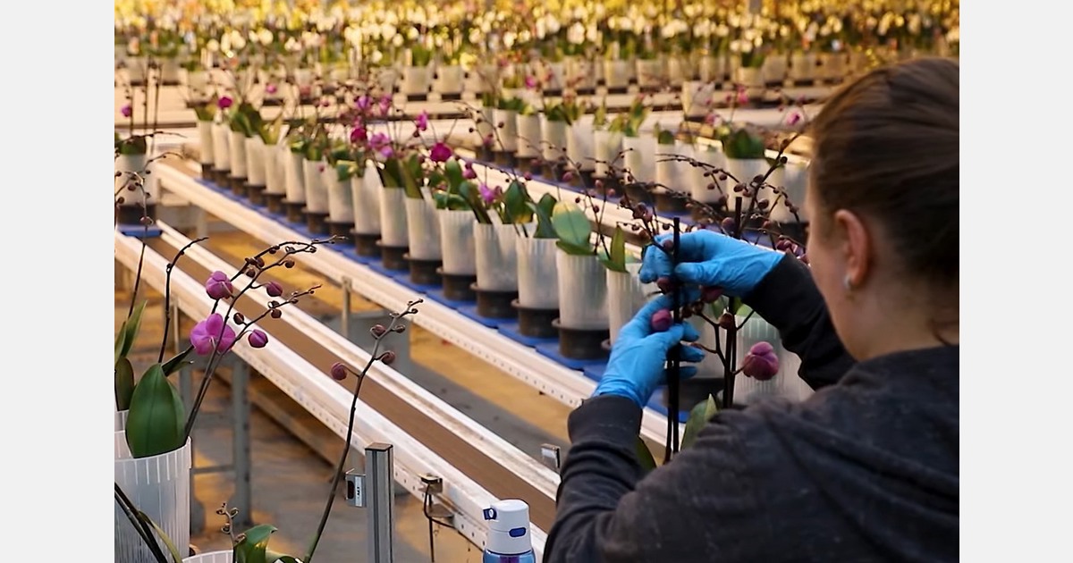 Craftmanship and technology meet in Dutch orchid grower