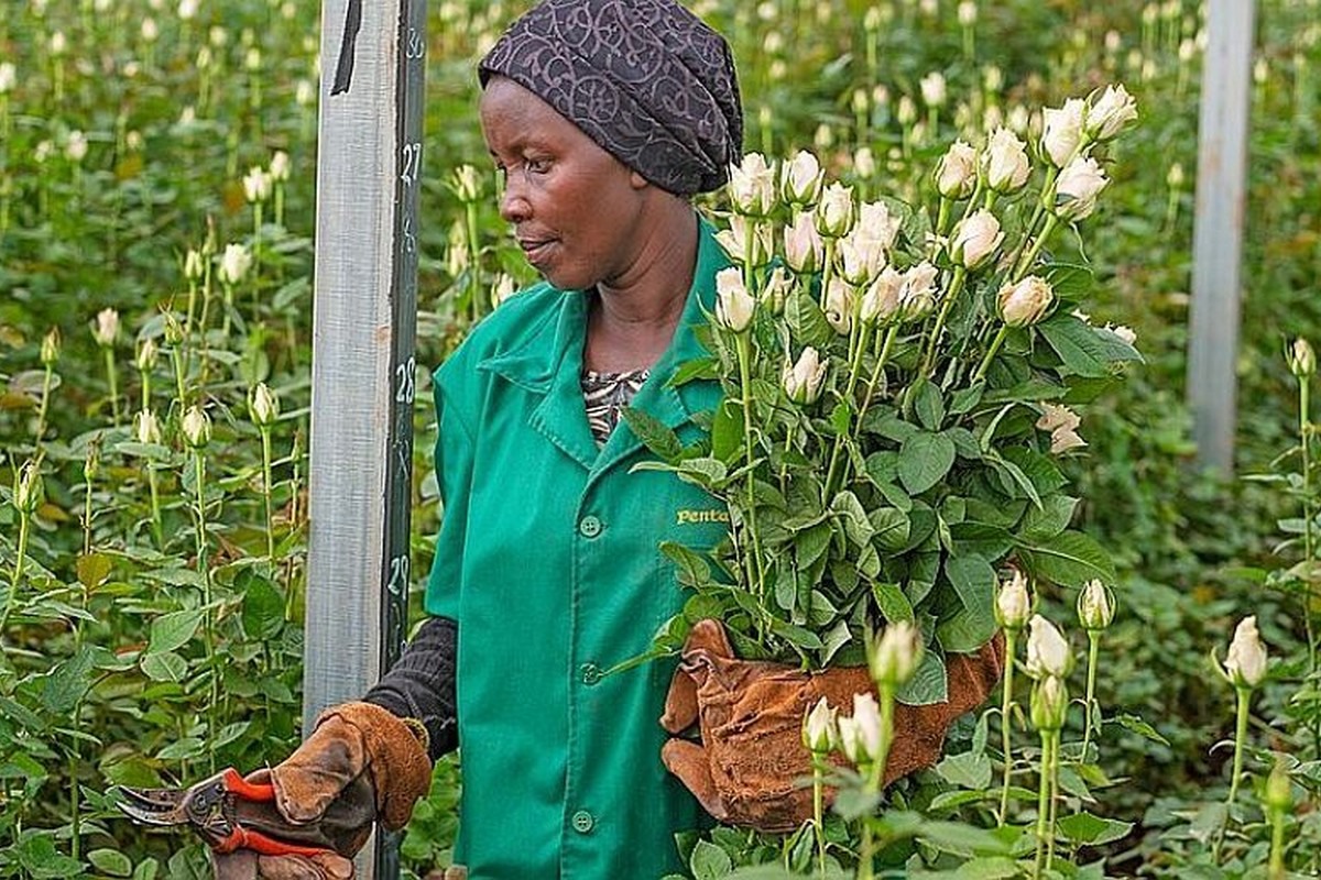 New study confirms Fairtrade roses from Kenya have smaller ...
