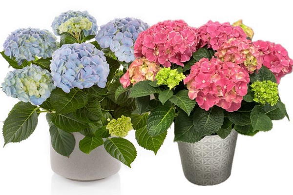 Breeders join forces to serve Hydrangea growers