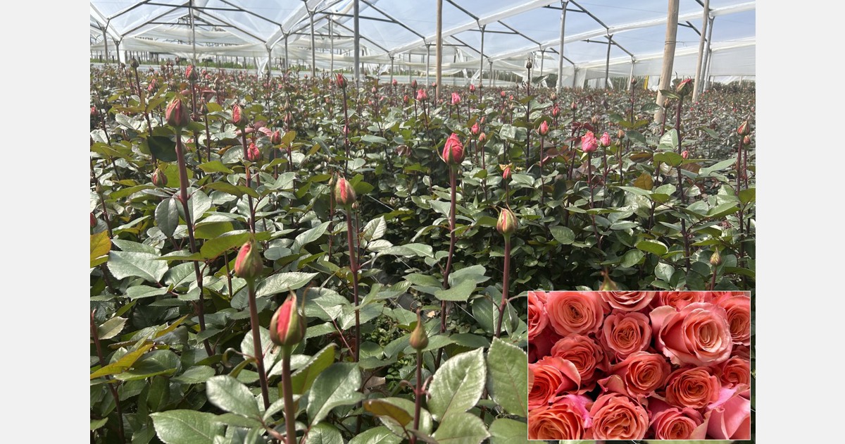 "This rose has it all, including the color of the year"