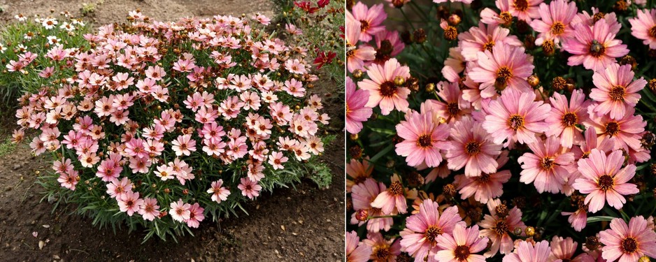 Terra Nova Nurseries highlights two varieties from Nova Series