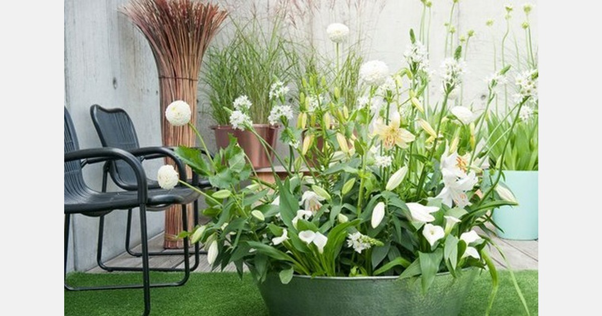 New trend of growing bulbs in containers