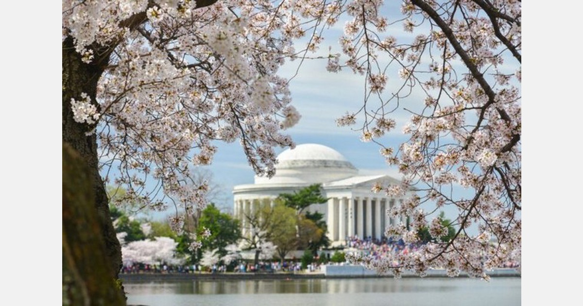 Japan gifts U.S. 250 special cherry blossom trees – again
