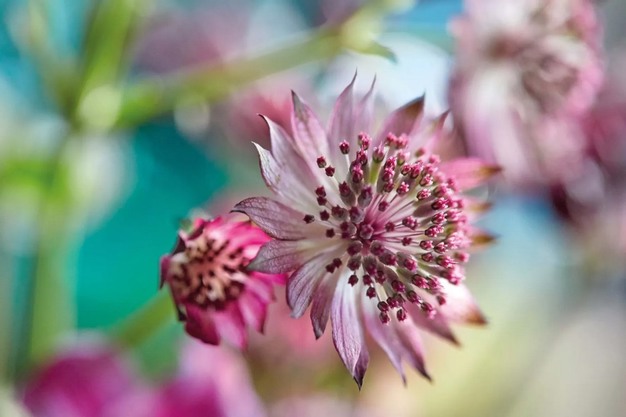 Astrantia by Marginpar to have 25 stems per bunch