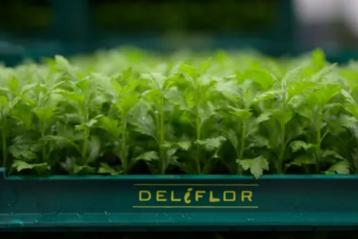 Growing chrysanthemum cuttings on container