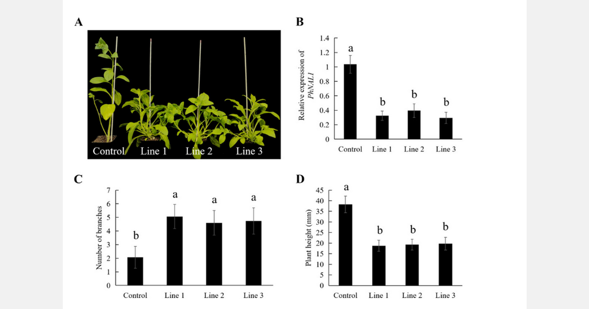 Regulating branch development of Petunias