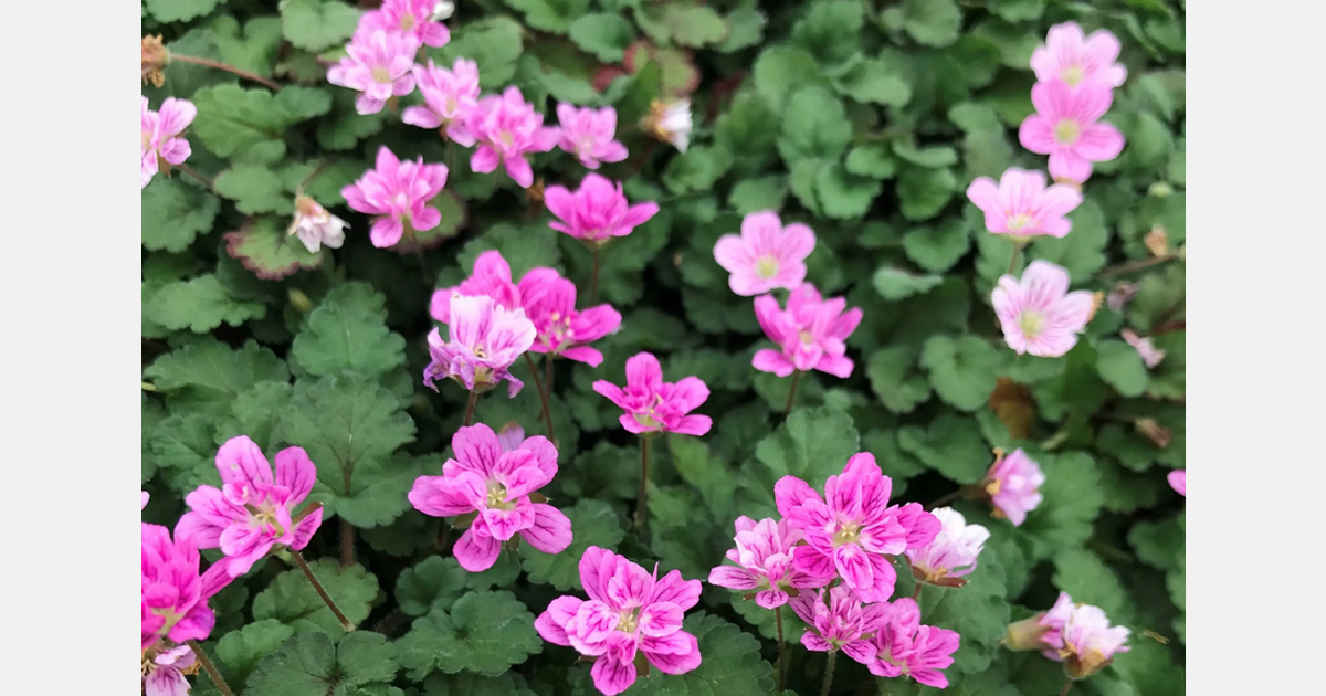 US nursery identifies "Flower Walking" as a rising gardening trend