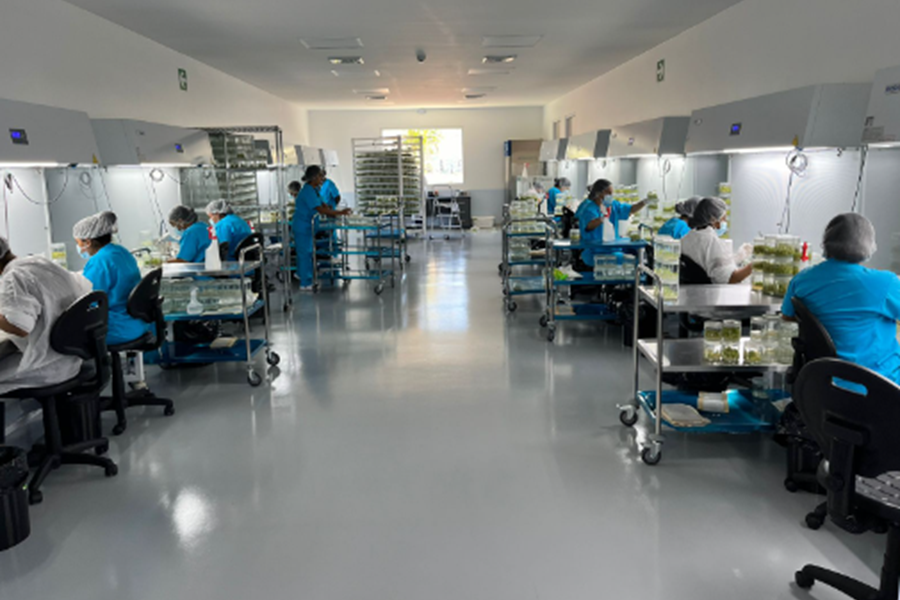 Guatemala: “This new tissue culture laboratory responds to our near ...