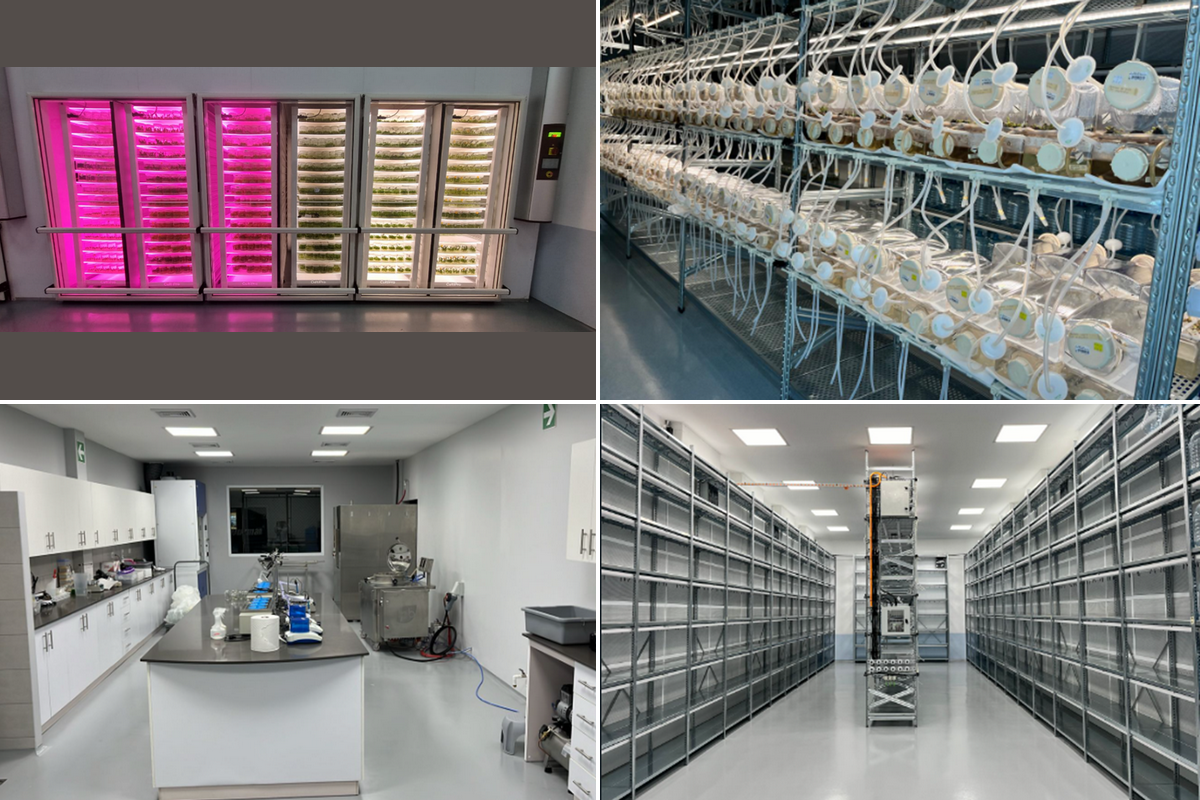 Guatemala: “This new tissue culture laboratory responds to our near ...