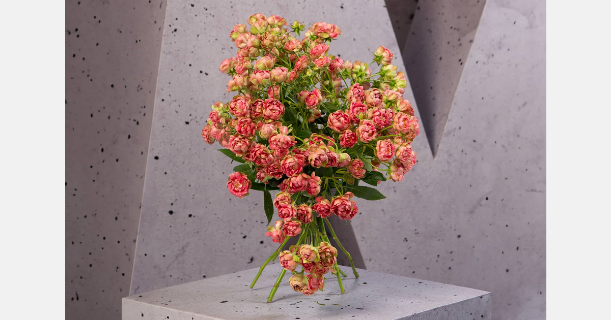 "We aim to redefine the perception of spray roses in the floral industry”