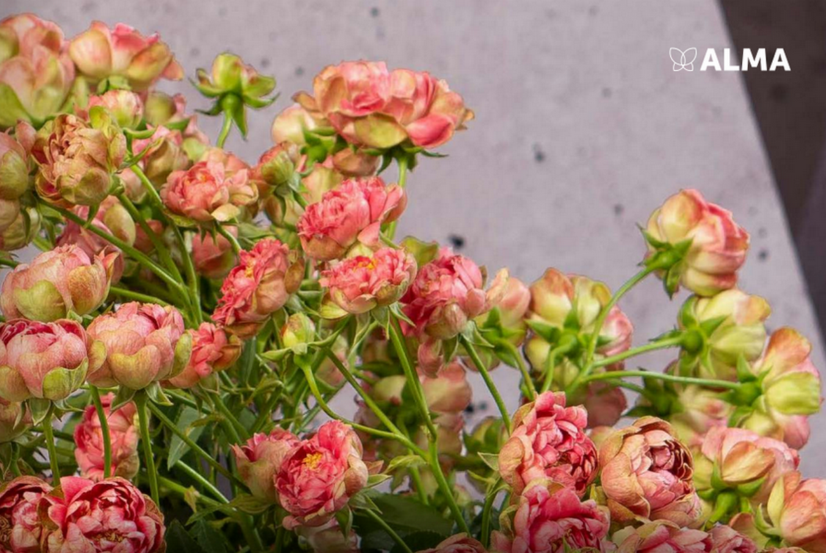 "We aim to redefine the perception of spray roses in the floral industry”