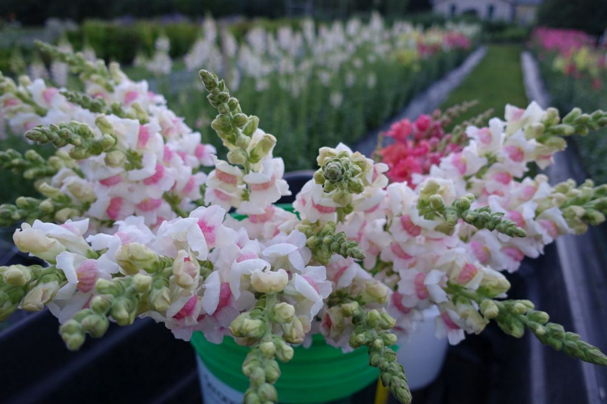 ASCFG announces 2024 Cut Flowers of the Year Winners