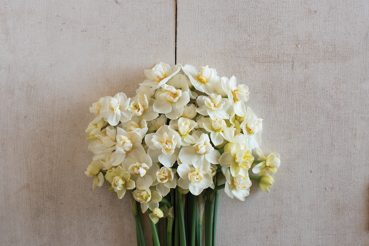 ASCFG announces 2024 Cut Flowers of the Year Winners