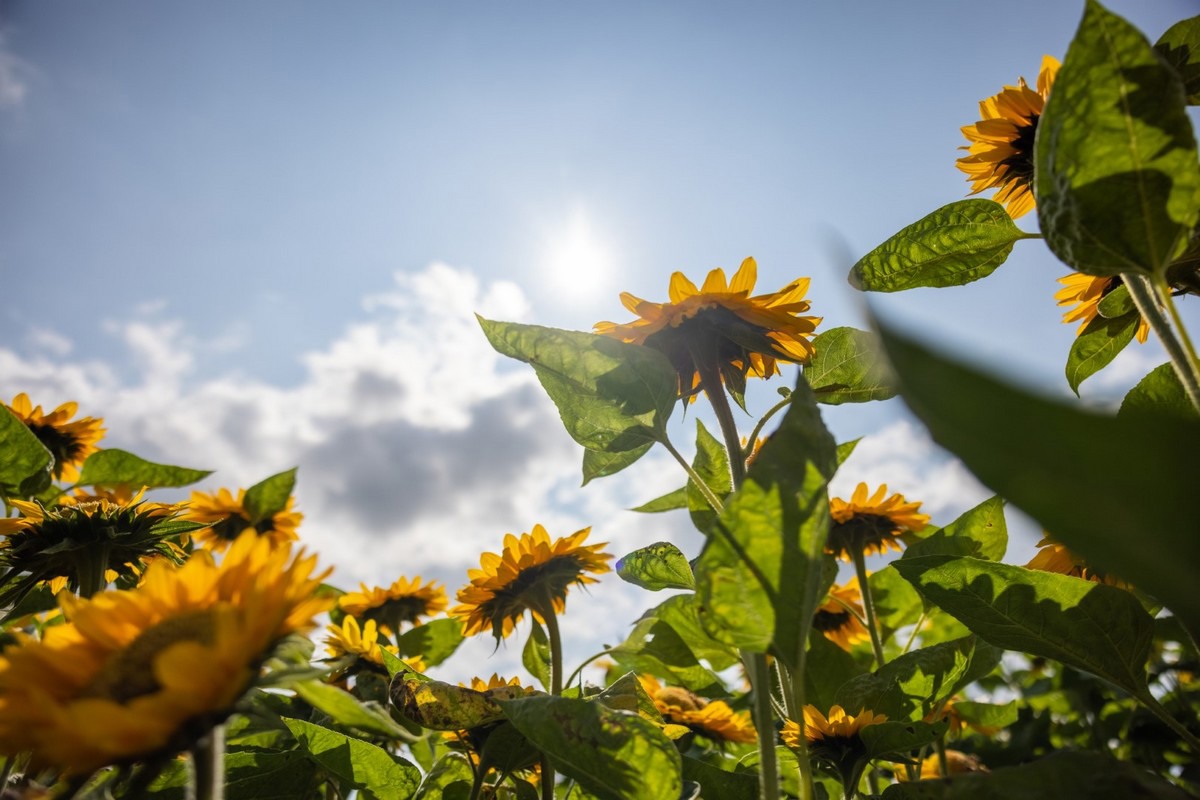 NL: Takii traditionally ushers in summer with a sunny sunflower campaign