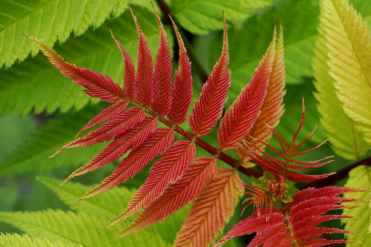 Wyevale Nurseries wins six New Plant Awards at HTA National Plant Show