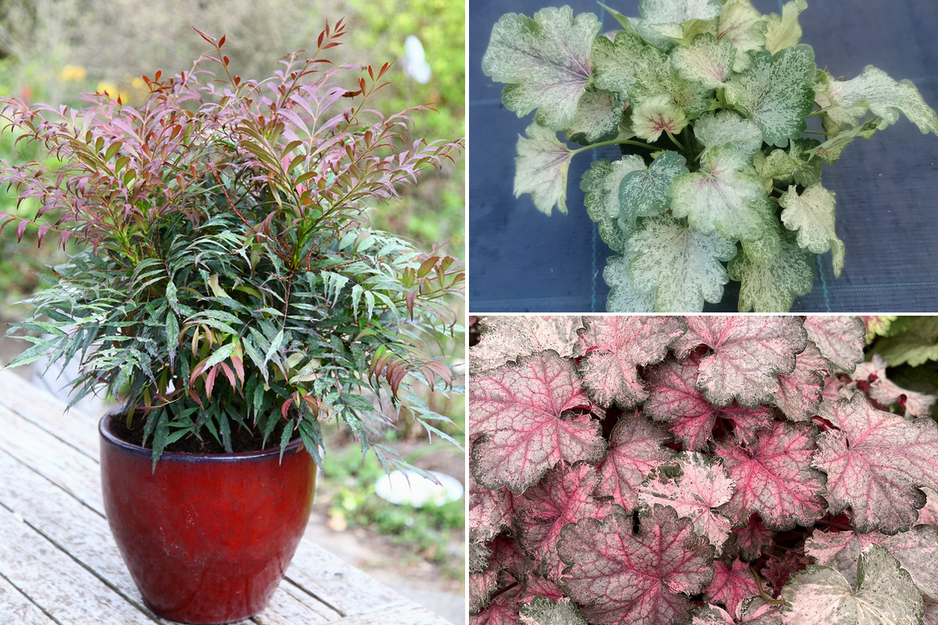 Wyevale Nurseries wins six New Plant Awards at HTA National Plant Show