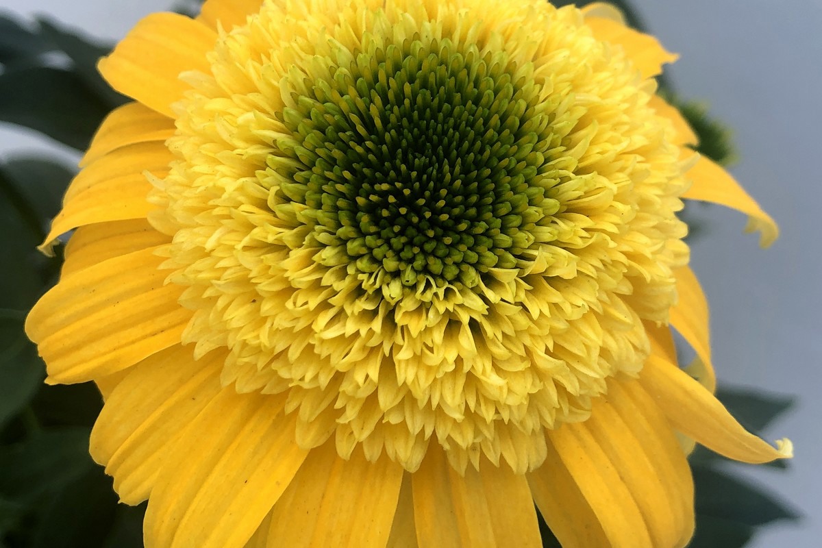 Terra Nova Nurseries to unveil new catalog and varieties at Cultivate 2024