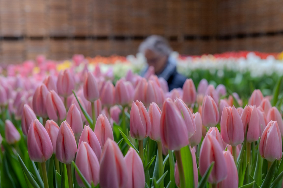 NL: Seventh edition Tulip Trade Event to be held in 2026