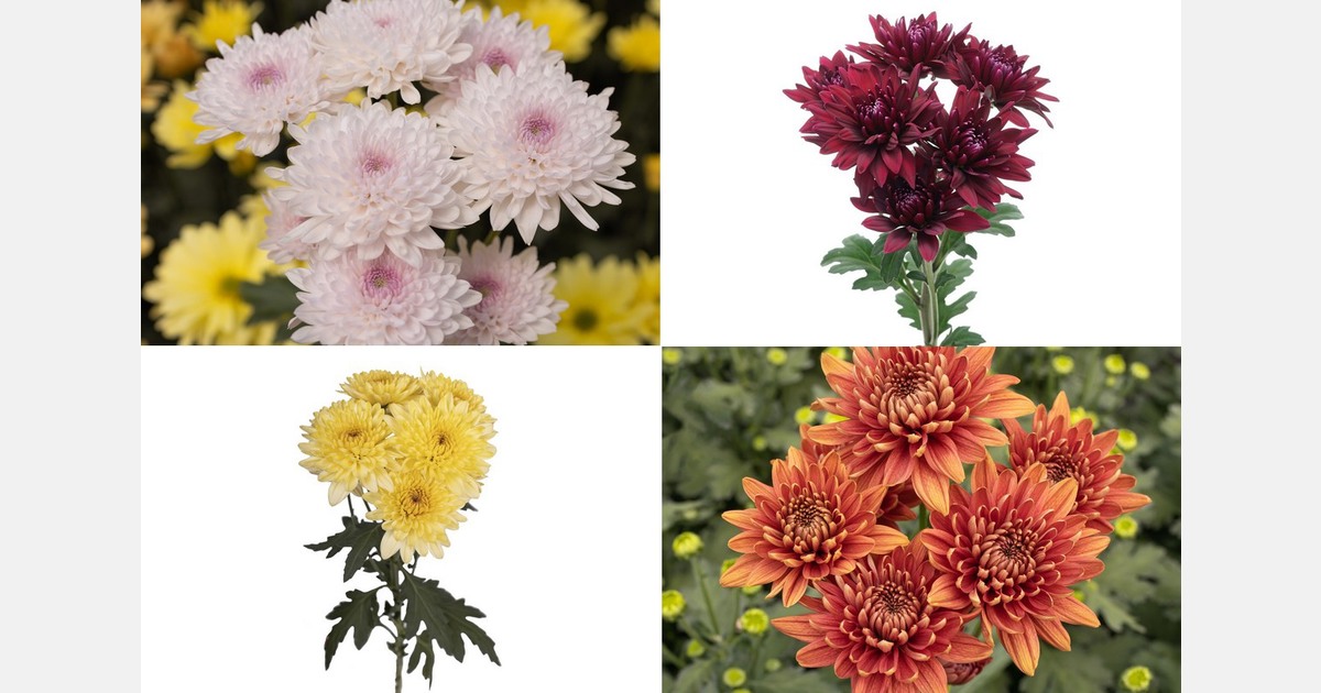 Danziger to unveil its new 'Rosy Blossom Collection' during Open Days 2024