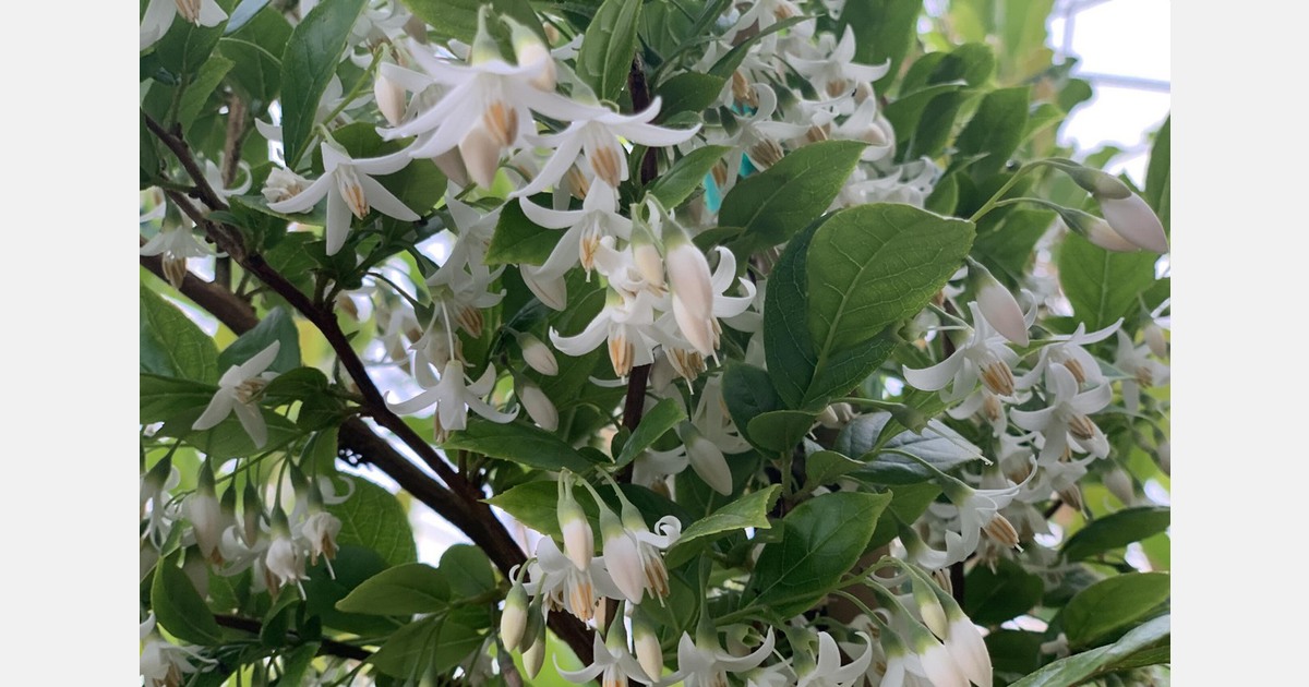 Starway to Heaven Japanese Snowbell was Best in Show at Farwest Show ...