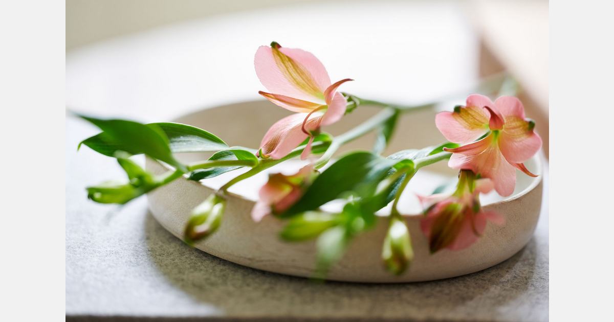 Royal Van Zanten adds to Charmelia series