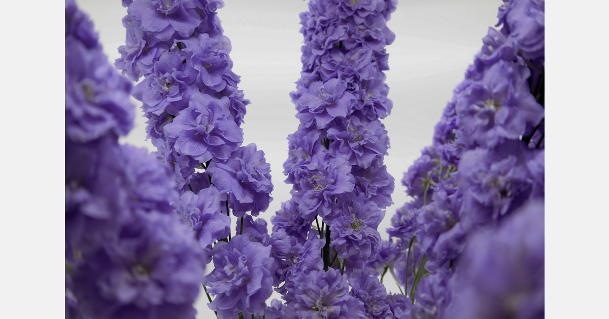 “The Manuela is designed for high-end floral displays and big events”