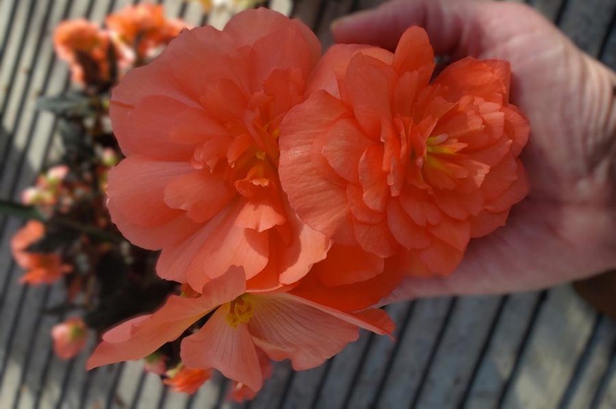 US: iCandy Begonias available for pre-release