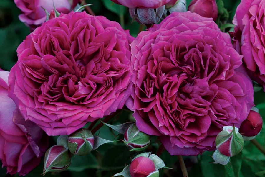 Jackson & Perkins Roses Recognized as American Garden Rose Selections ...