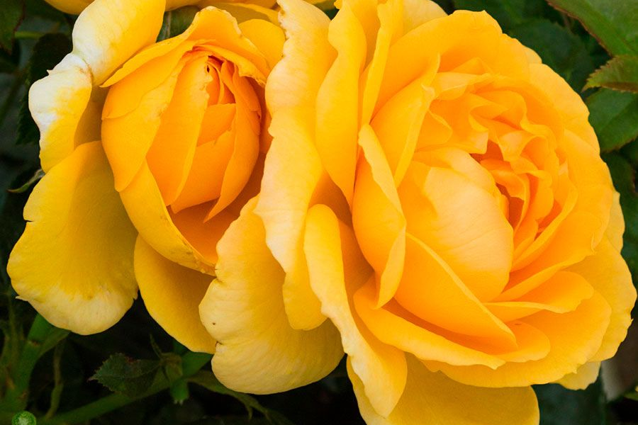 Jackson & Perkins Roses Recognized as American Garden Rose Selections ...