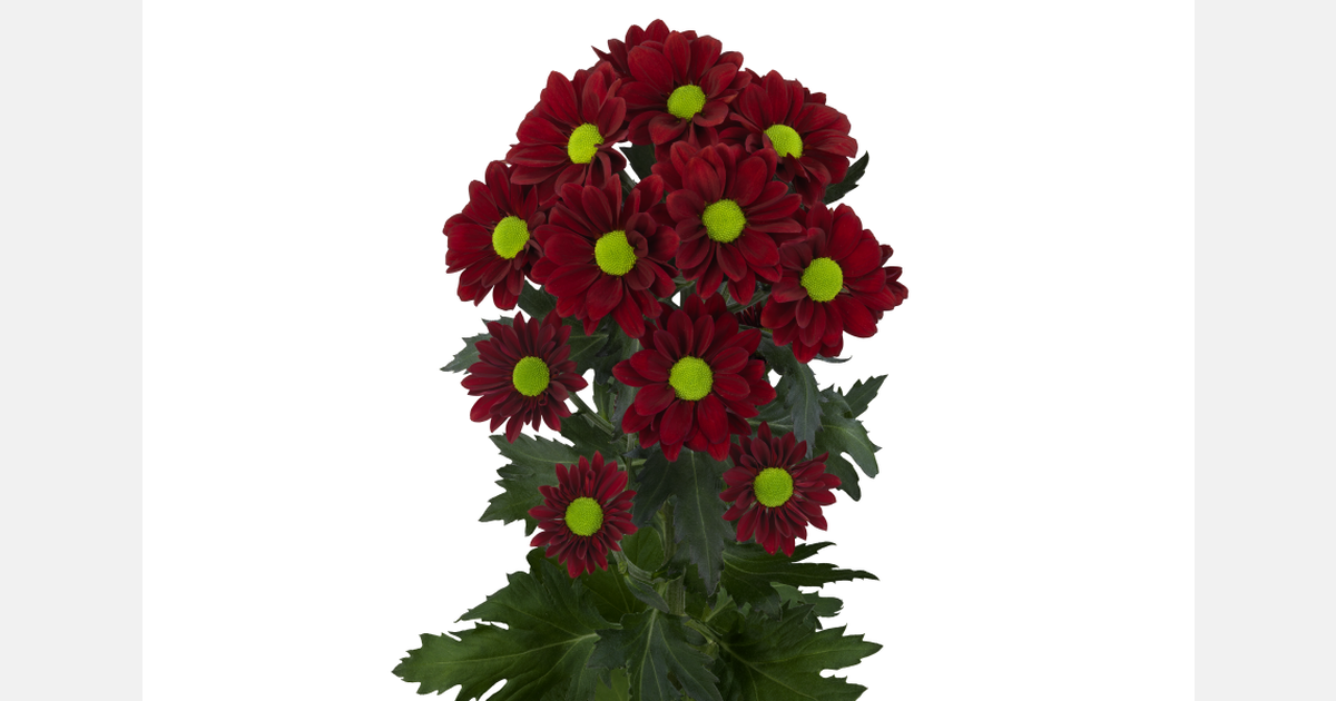 NL: "Redbone" introduced to flower auctions