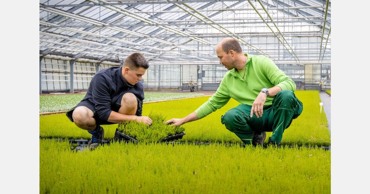 NL: Royal FloraHolland to auction all plant clocks on November 21