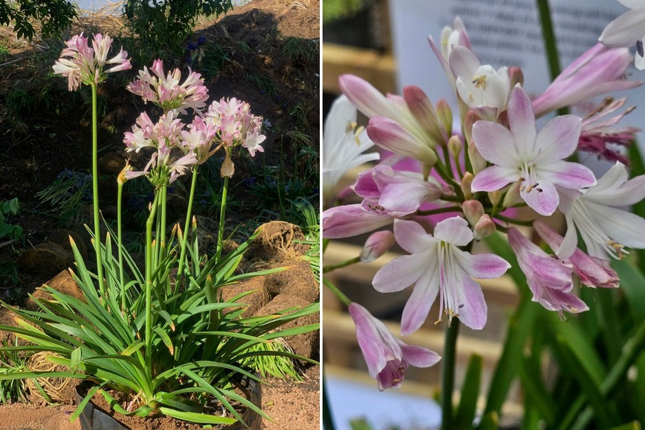 “We will showcase the first ever pink Agapanthus in the industry”