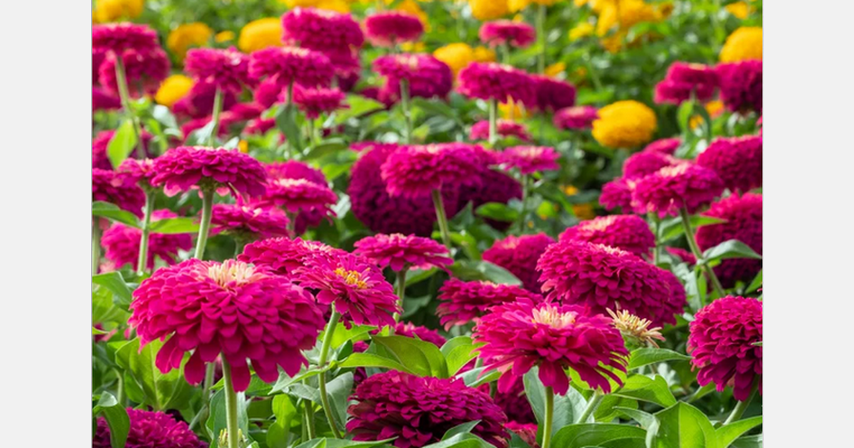 Express Seed Company releases InFlora Cut Flowers catalog