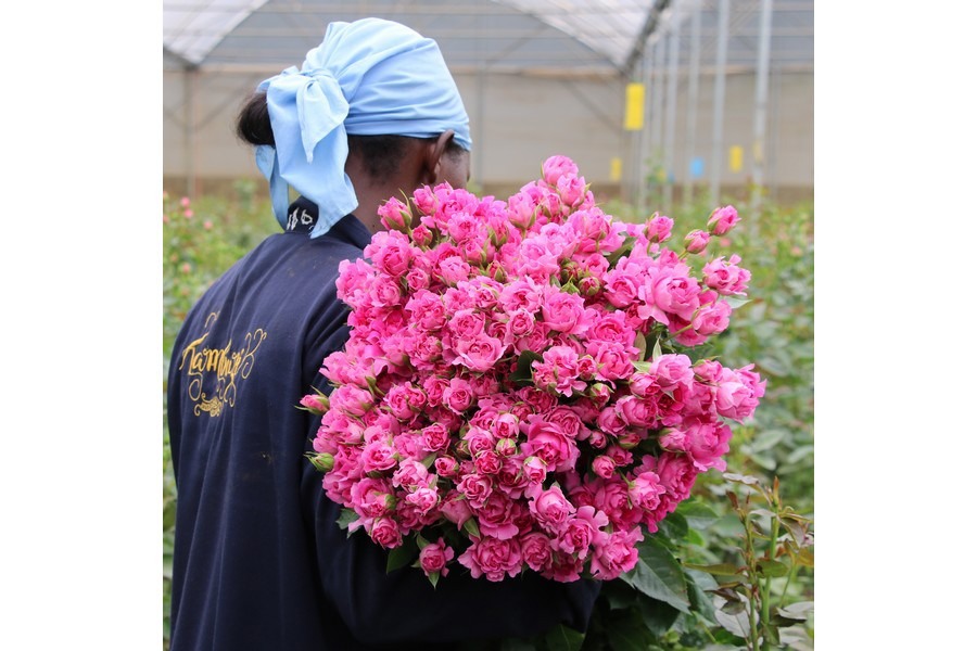 From 20cm to 63cm stems: Tambuzi’s evolution in growing garden roses