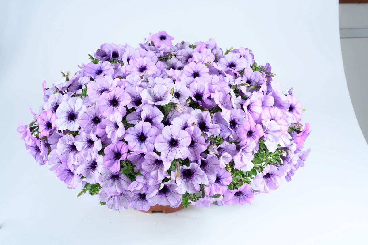 Danziger unveils lineup for 2026