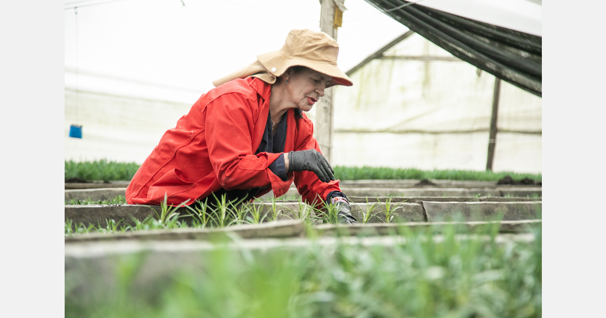 Training courses being offered to the Colombian floriculture sector