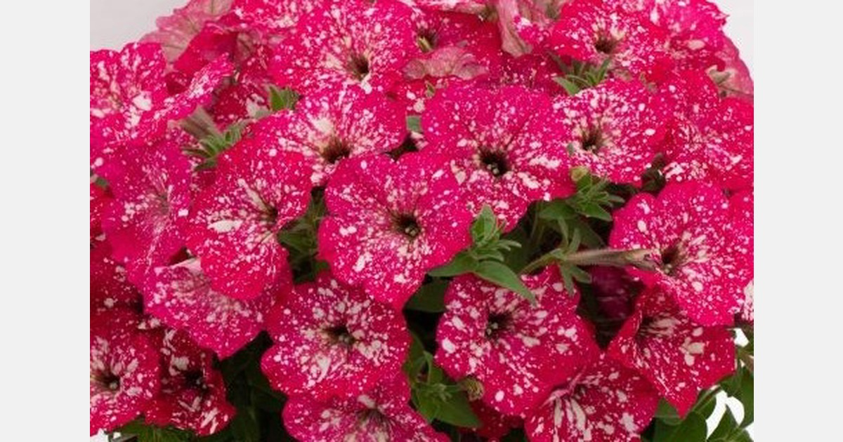 US: Westhoff and Selecta Klemm settle dispute over spotted petunias